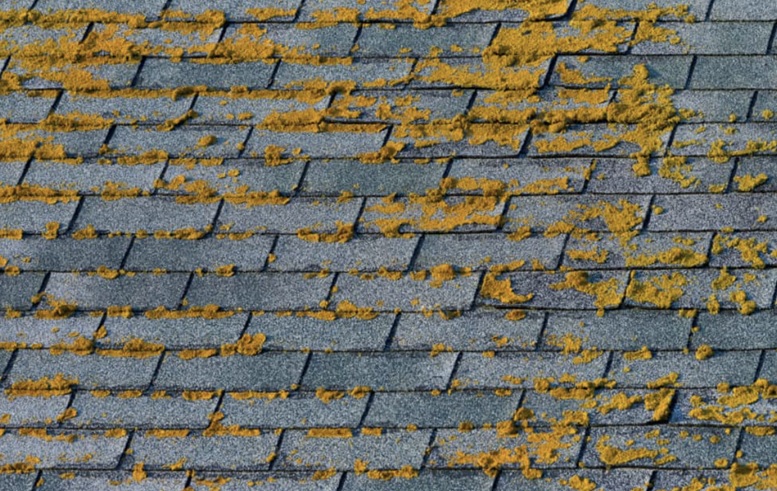 Best Way To Remove Algae From Your Roof - Bents Homes - Learn Reasons ...